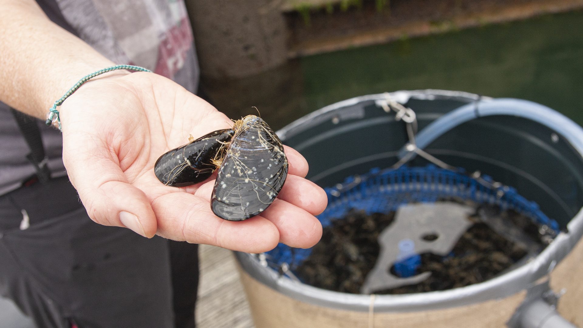 GreenSeas Trust Blog: Mussel poo! A microplastics solution